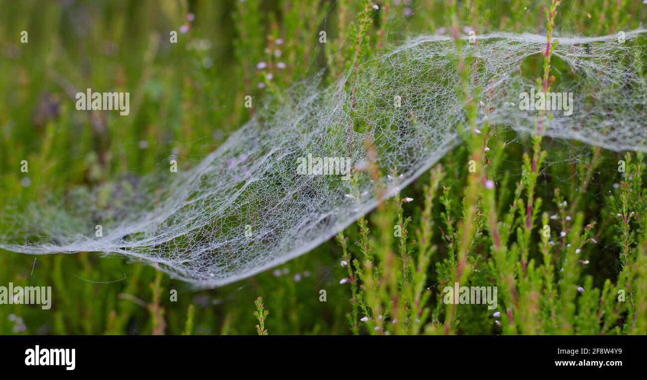 Closeup shot of a spider web on the green plant Stock Photo - Alamy