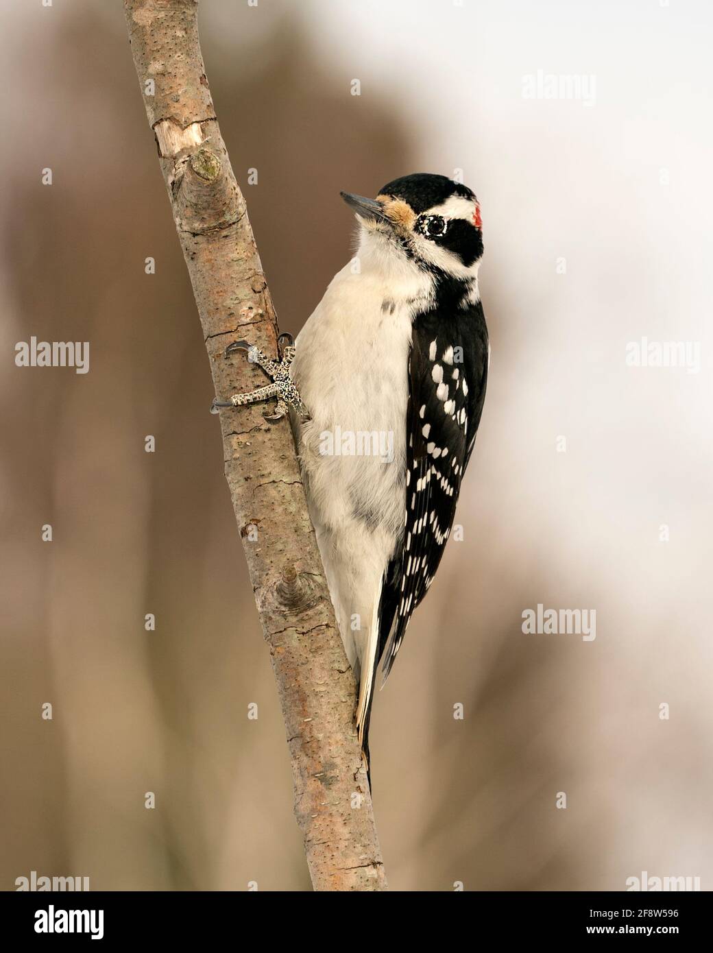 Woodpecker close-up profile view climbing tree branch and displaying ...