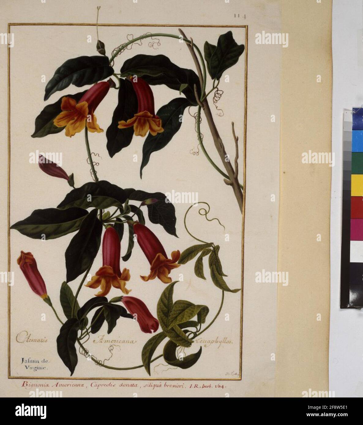 Cod. Min. 53, vol. 3, fol. 114r: Florilegium of Prince Eugene of Savoy ...