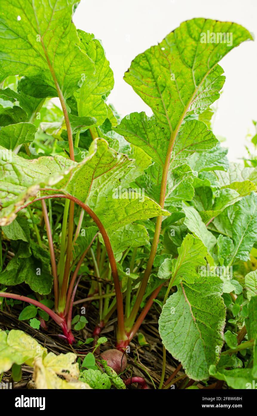 Green radish crops in growth hi-res stock photography and images - Alamy