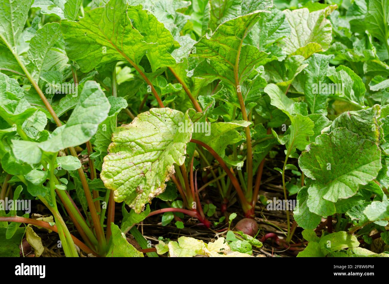 Green radish crops in growth hi-res stock photography and images - Alamy