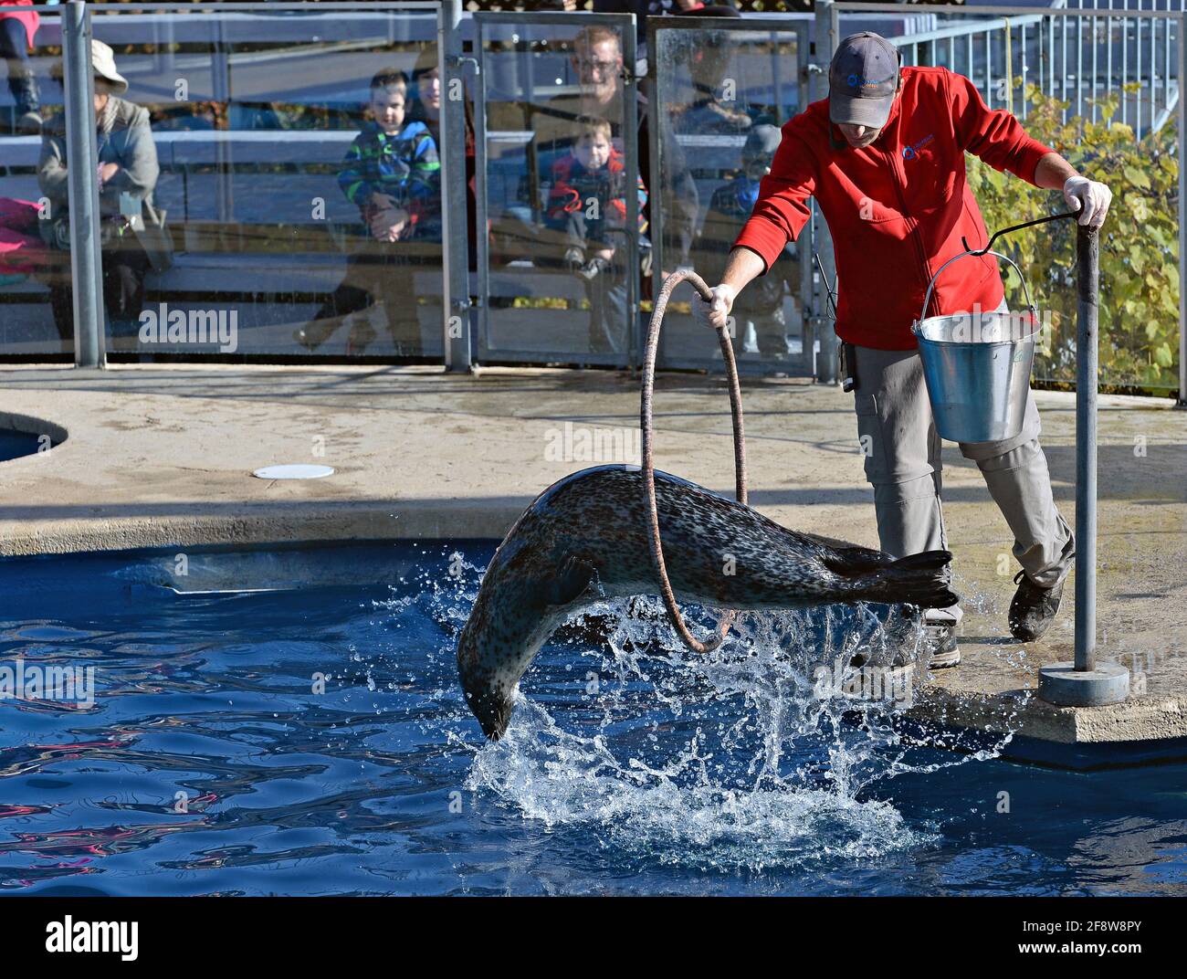 Seal show hi-res stock photography and images - Alamy