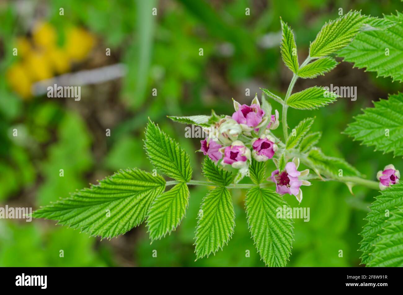 Prickly leaf hi-res stock photography and images - Alamy