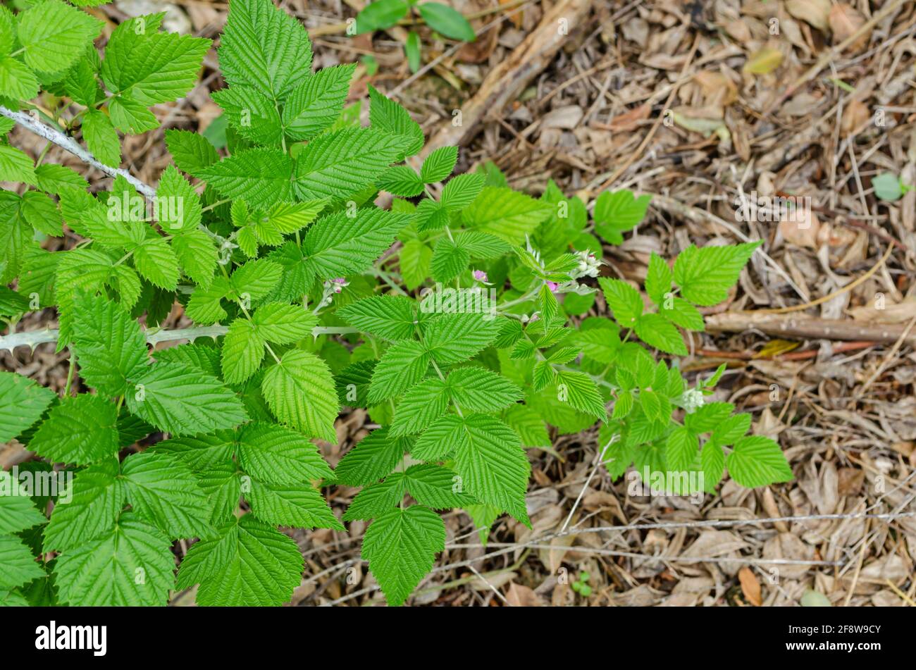 Hanging Branch Of Raspberry Plant Stock Photo - Alamy