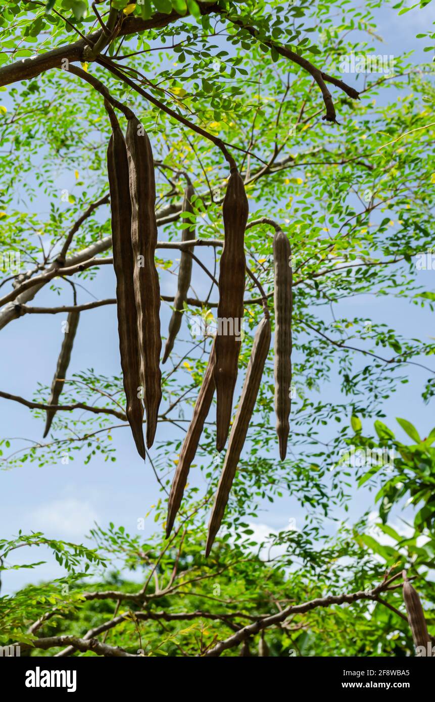 Moringa beans hi-res stock photography and images - Alamy