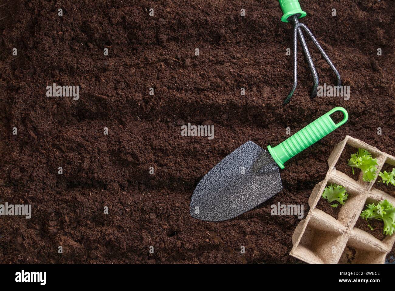shovel, green seedlings in peat seedling pots and rake on the front of ...