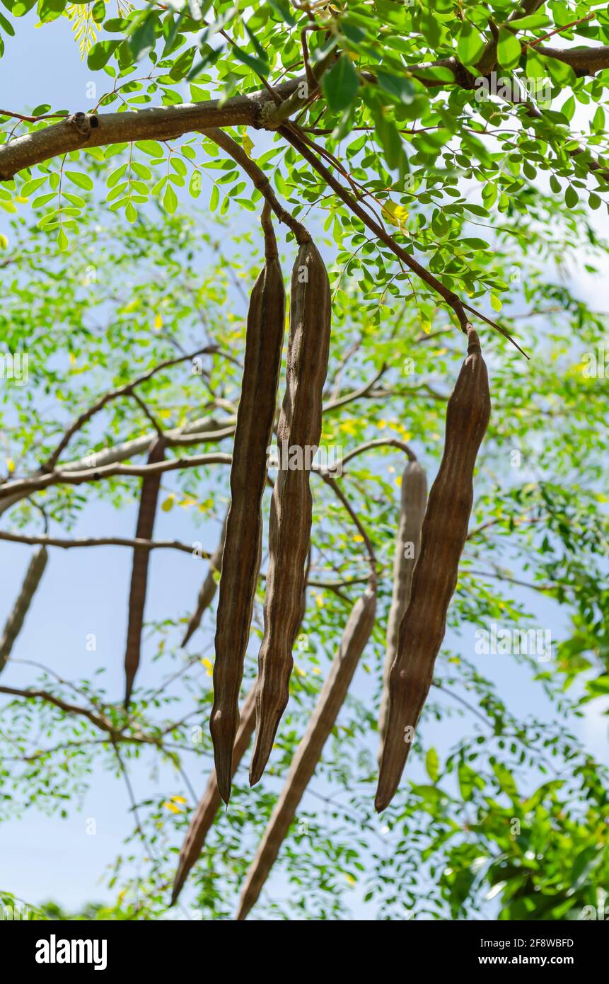 Long Moringa Pods On Tree Stock Photo - Alamy