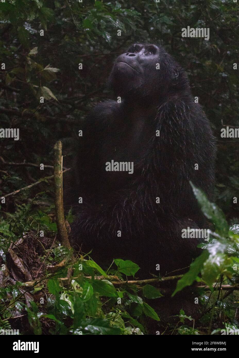 Silverback Mountain Gorilla (Gorilla beringei beringei) male in the ...
