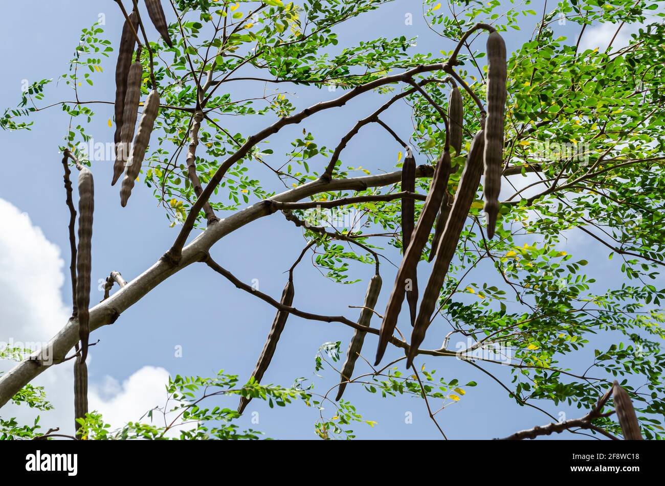 Moringa pods hi-res stock photography and images - Alamy