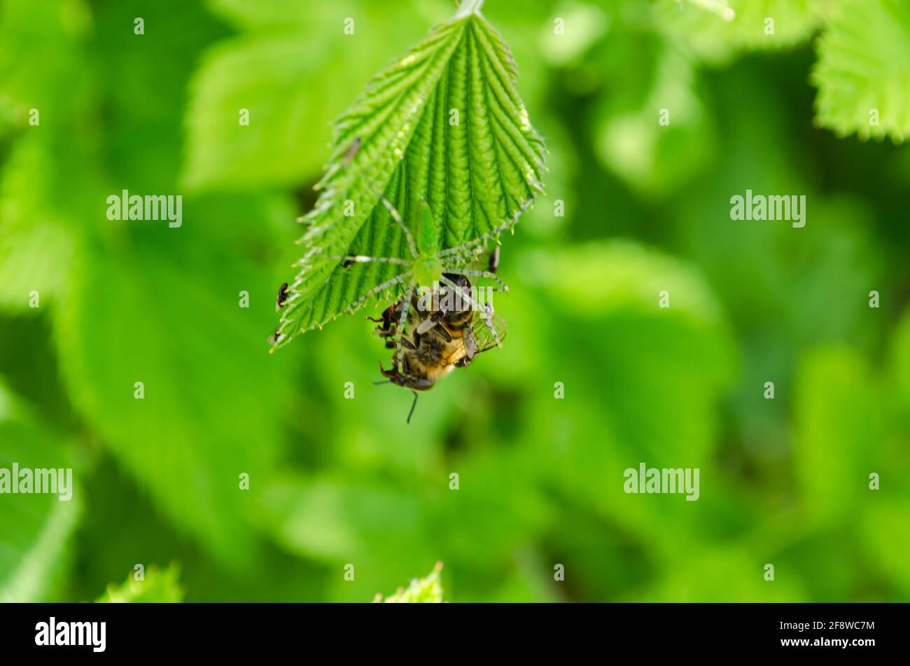 Green Lynx Spider Eating Honey Bee Stock Photo - Alamy
