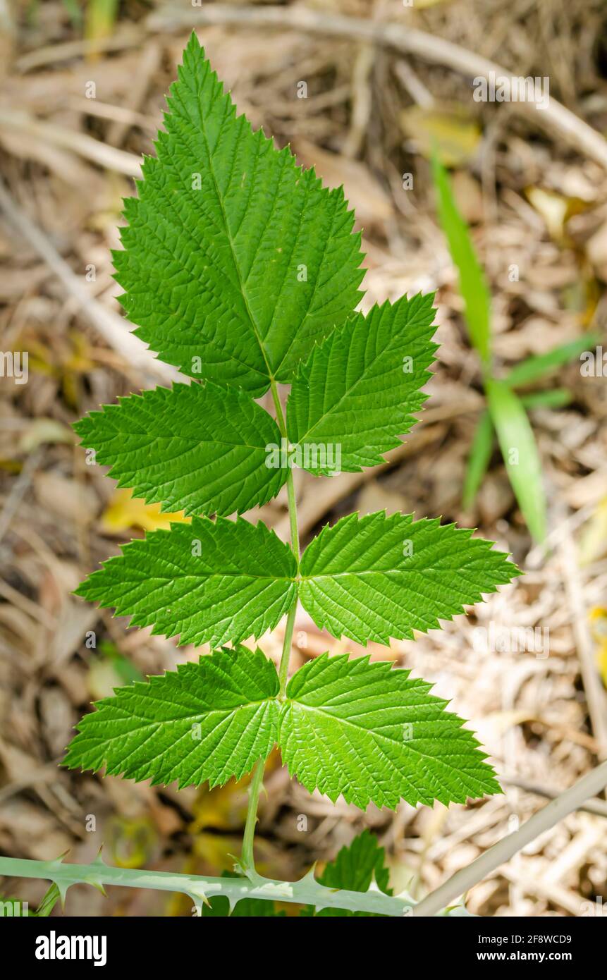 Pinnately compound leaves hi-res stock photography and images - Alamy