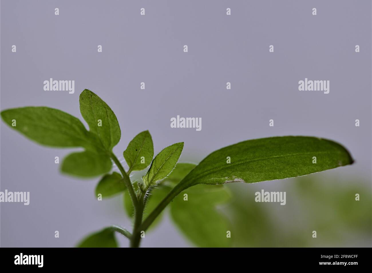 Young tomato plant as a side view and close up Stock Photo - Alamy