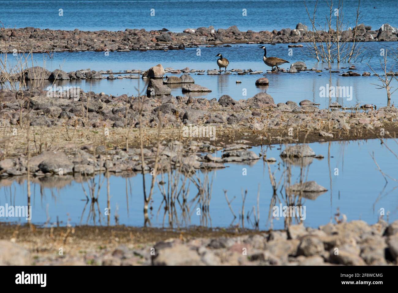 Canadian geese standing in shallow water.Nevada is entering a drought ...