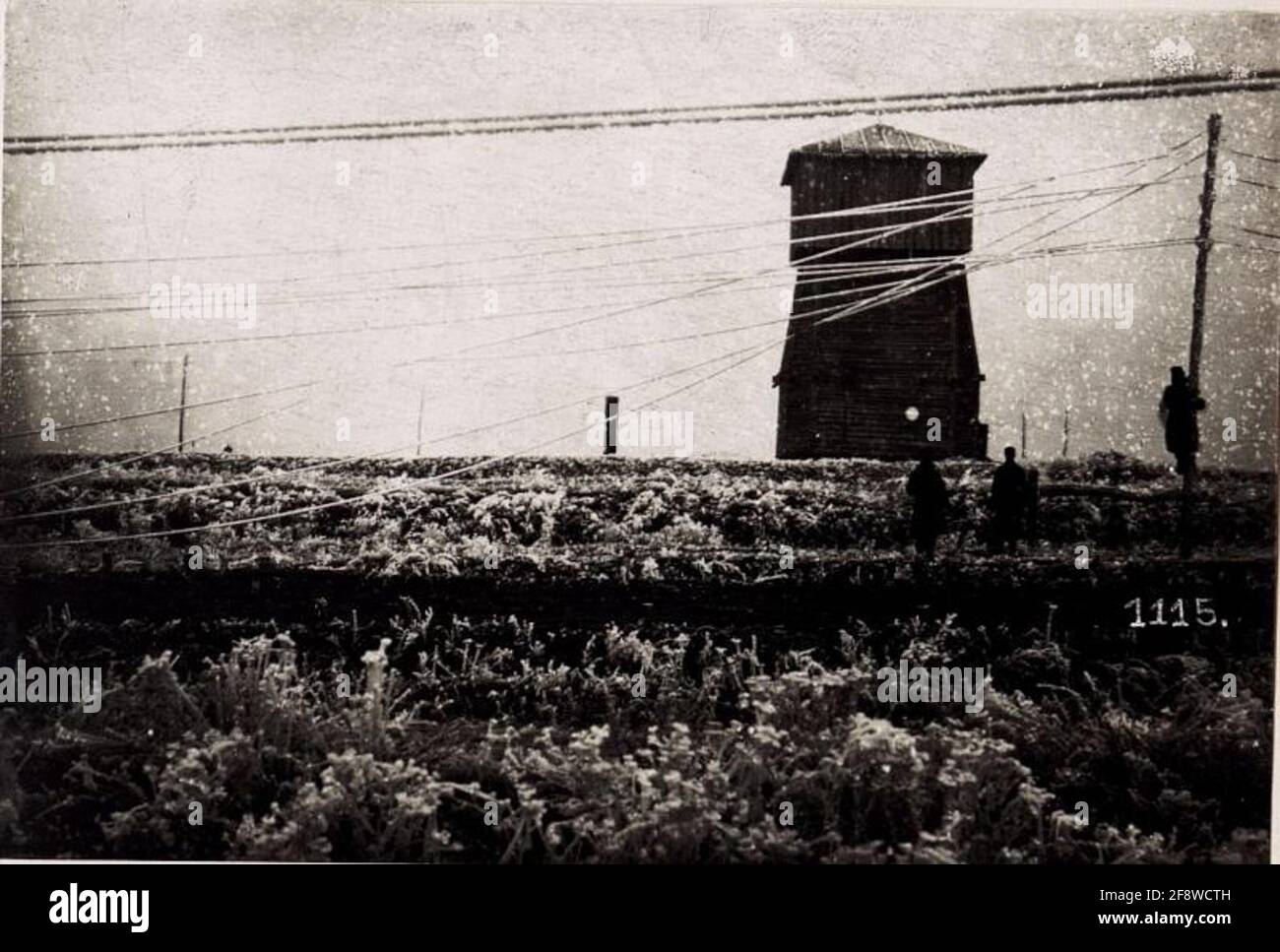 Harrow on the telegraph end wires of the railway line Stock Photo - Alamy