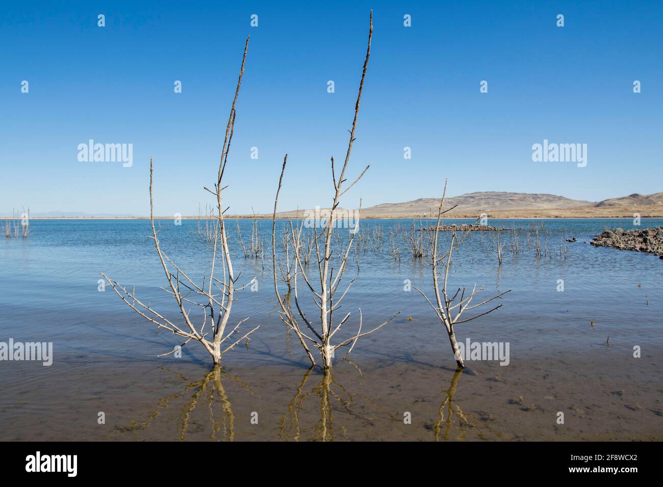 Dead trees emerge from a reservoir as drought conditions worsen.Nevada ...