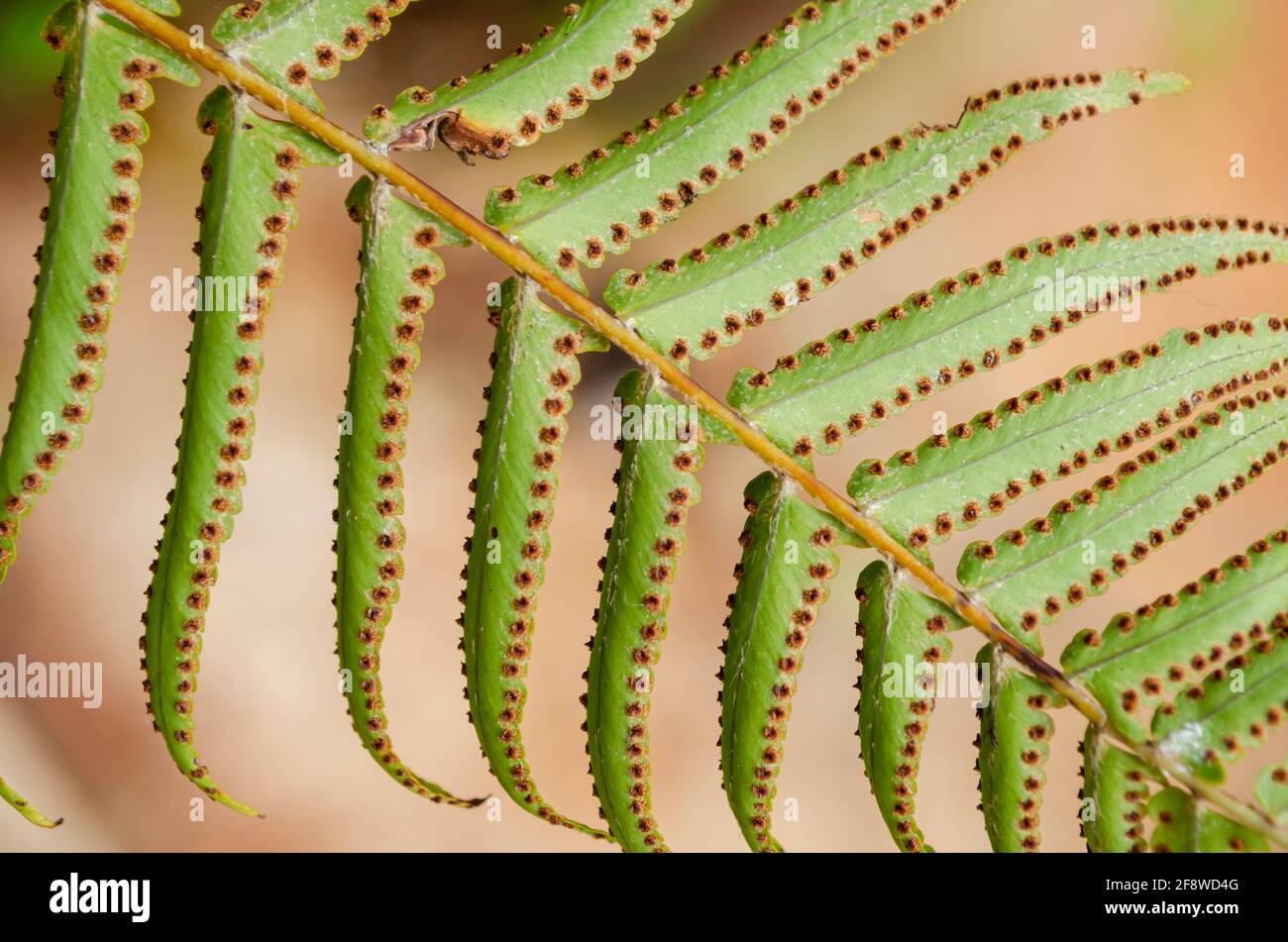 Fern Seed High Resolution Stock Photography and Images - Alamy