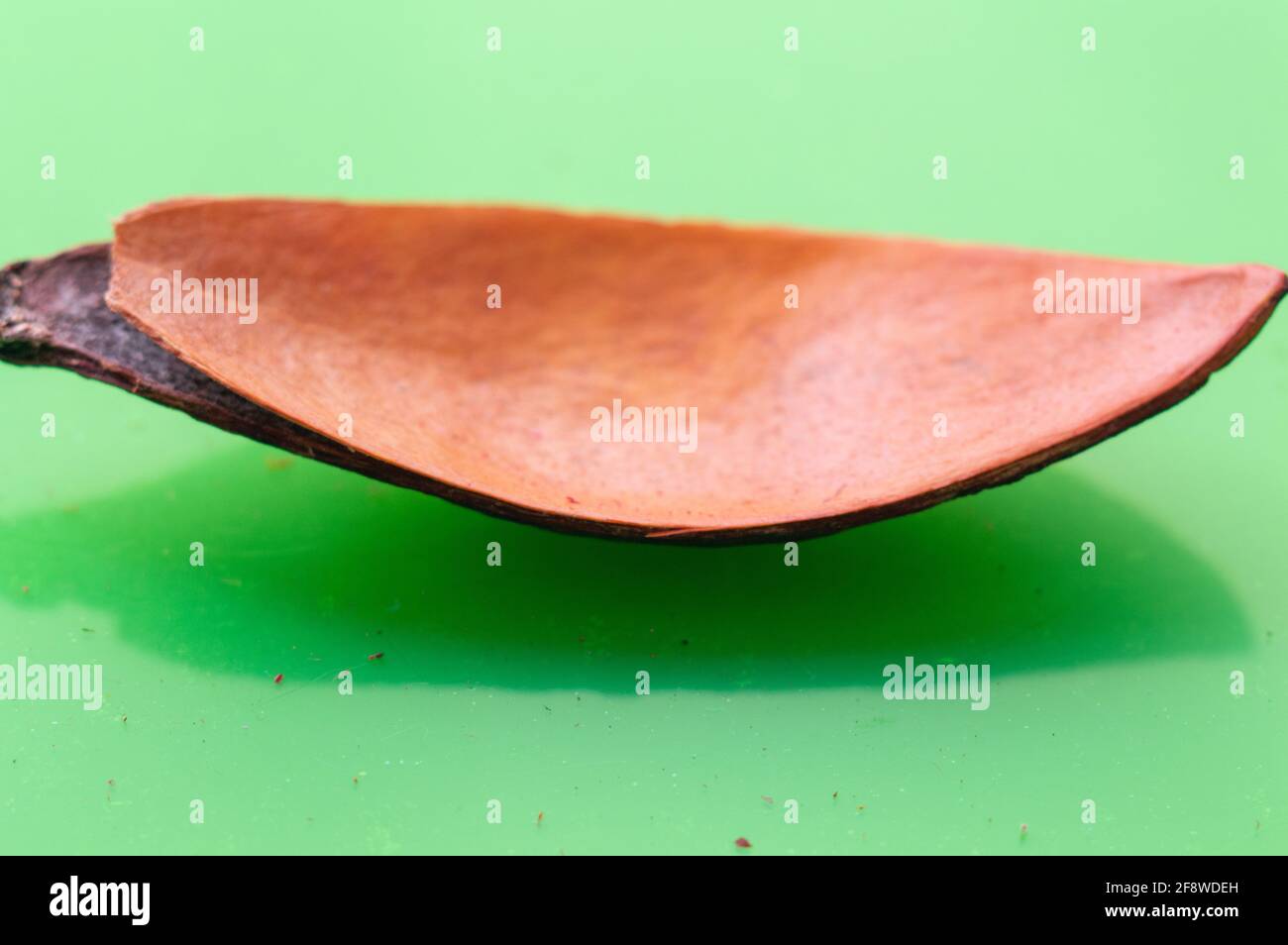 Dry walnut shell part colored red on green. Mirror image. Abstract ...