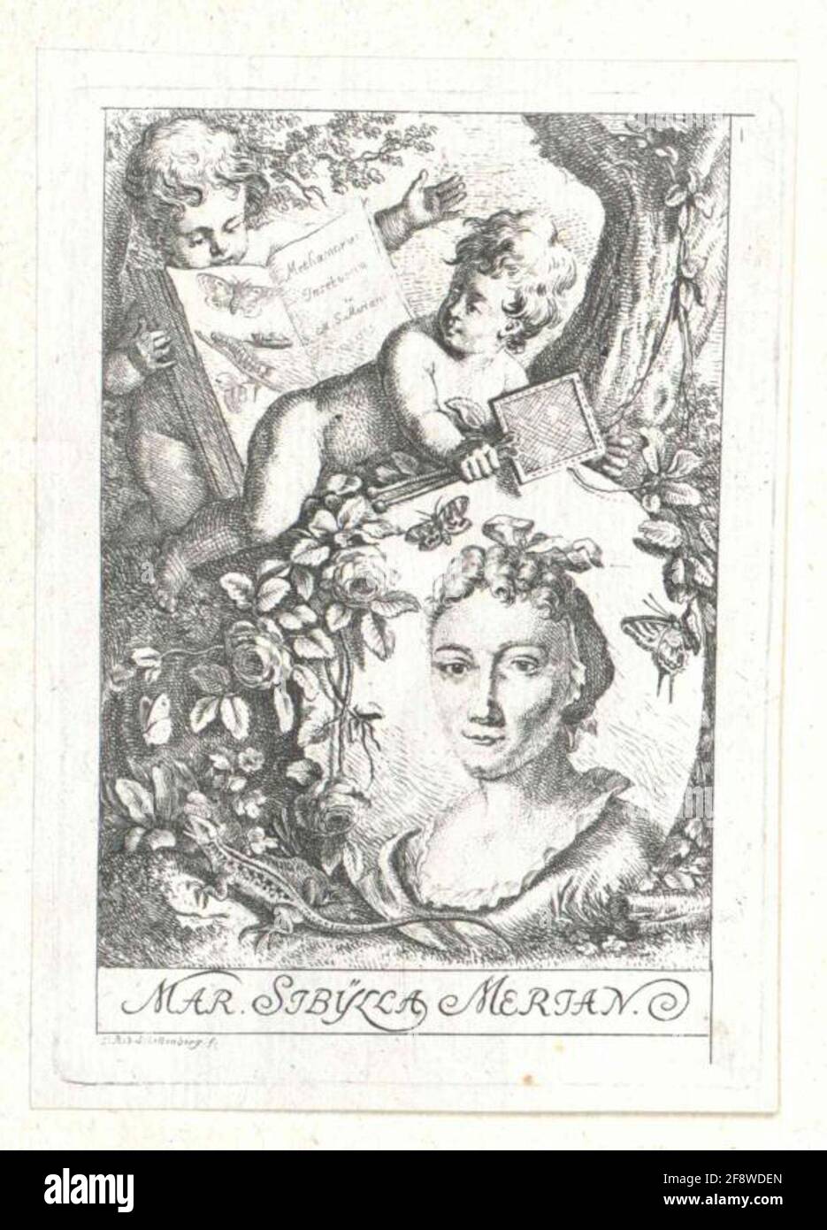 Merian, Maria Sibylla Eraser: Schellenberg, Johann Rudolf (1740 Stock ...