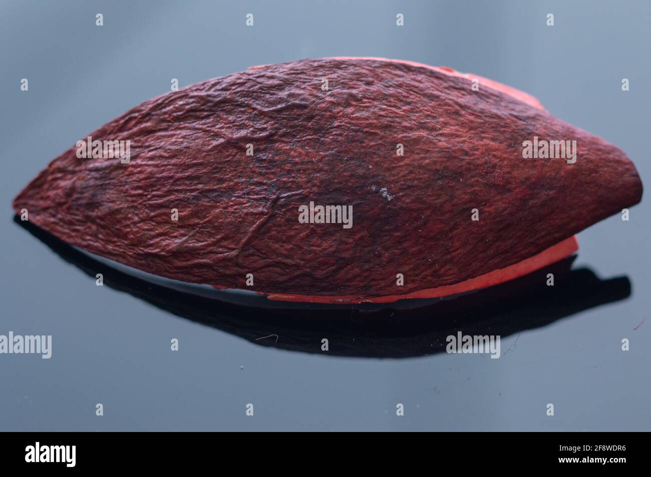 Dry walnut shell part colored red on blue. Mirror image. Abstract ...