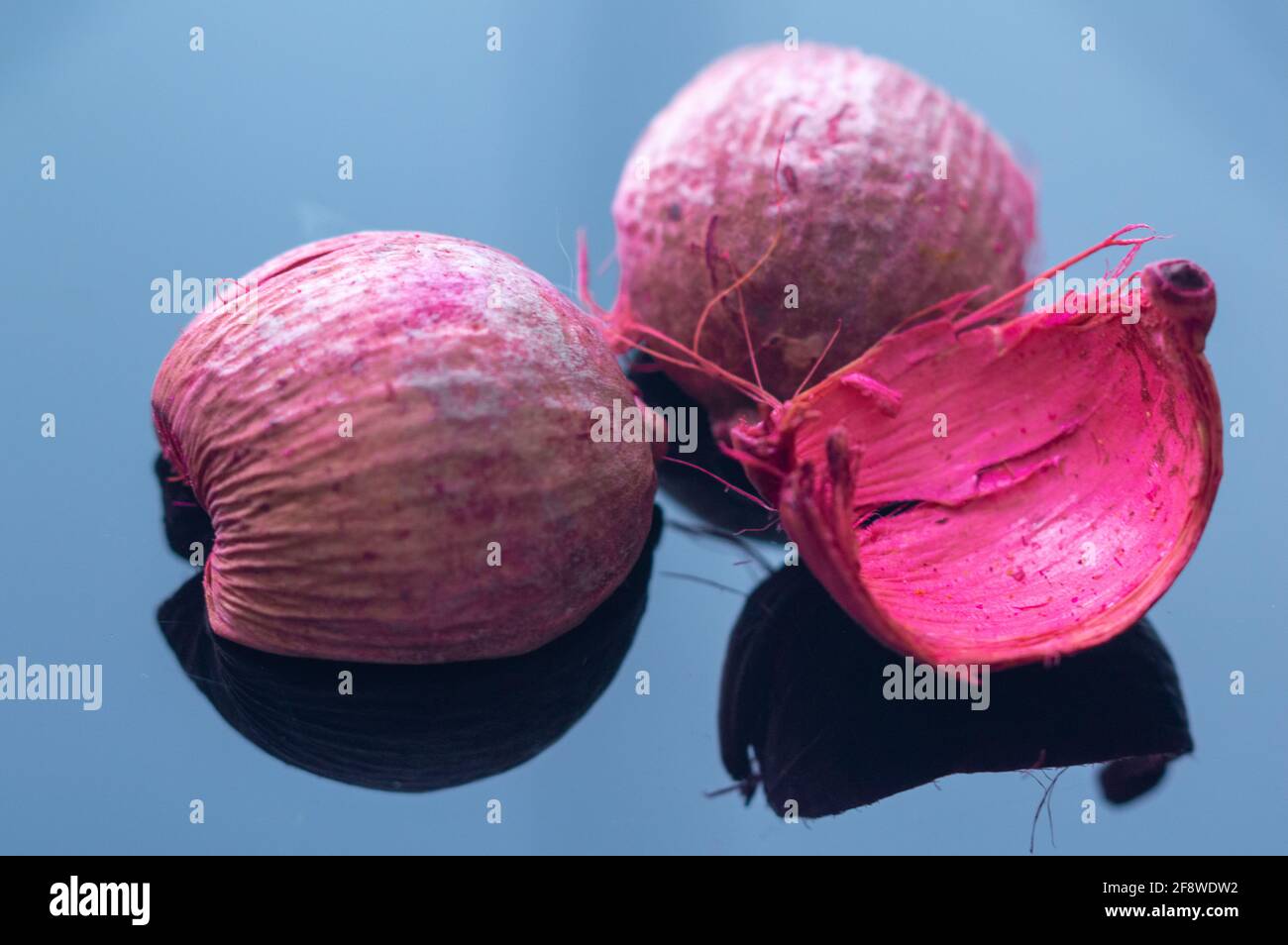 Dry walnut shell in parts colored purple on blue. Abstract background ...
