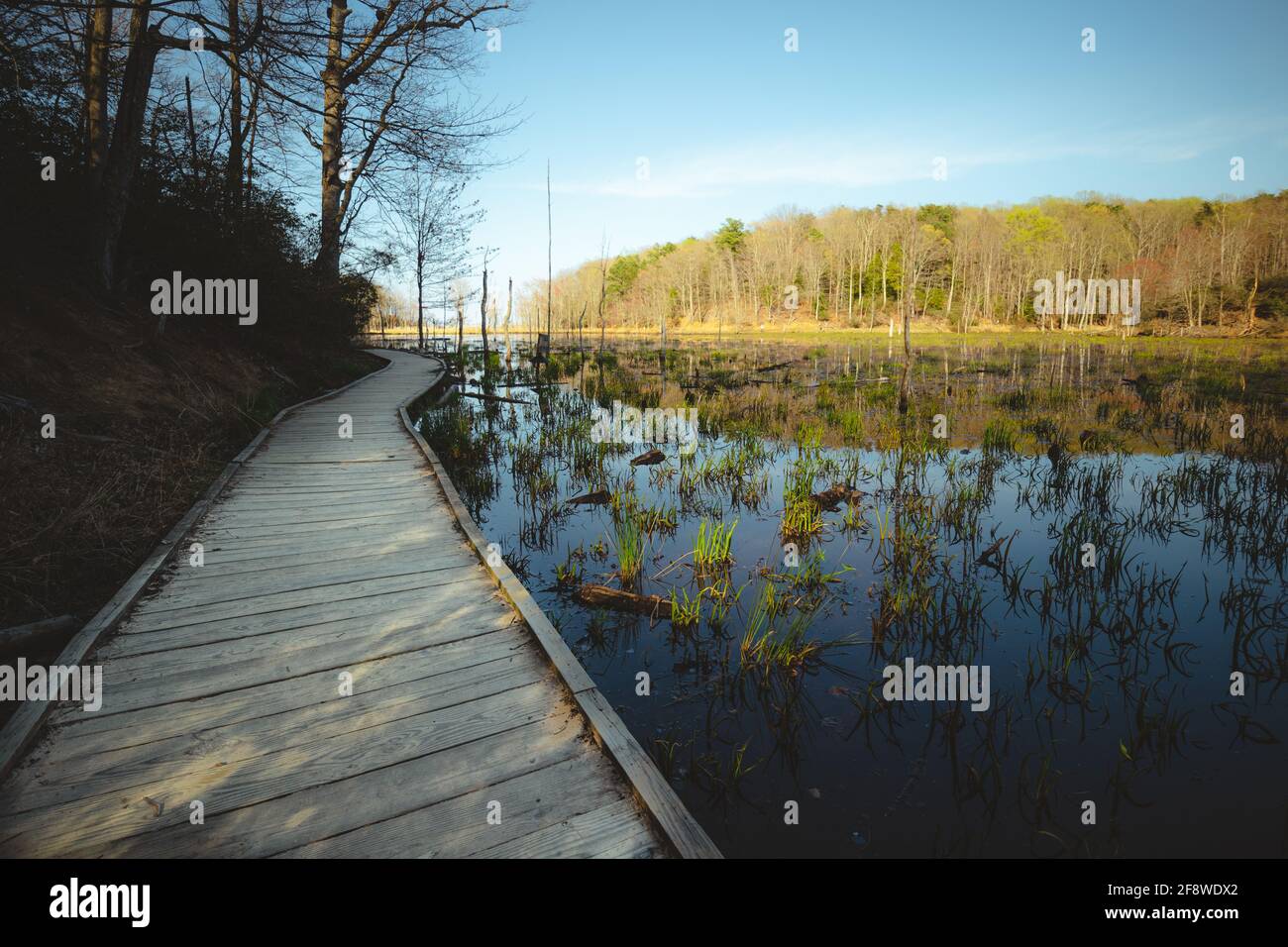 A boardwalk runs through wetlands in Calvert Cliffs State Park ...