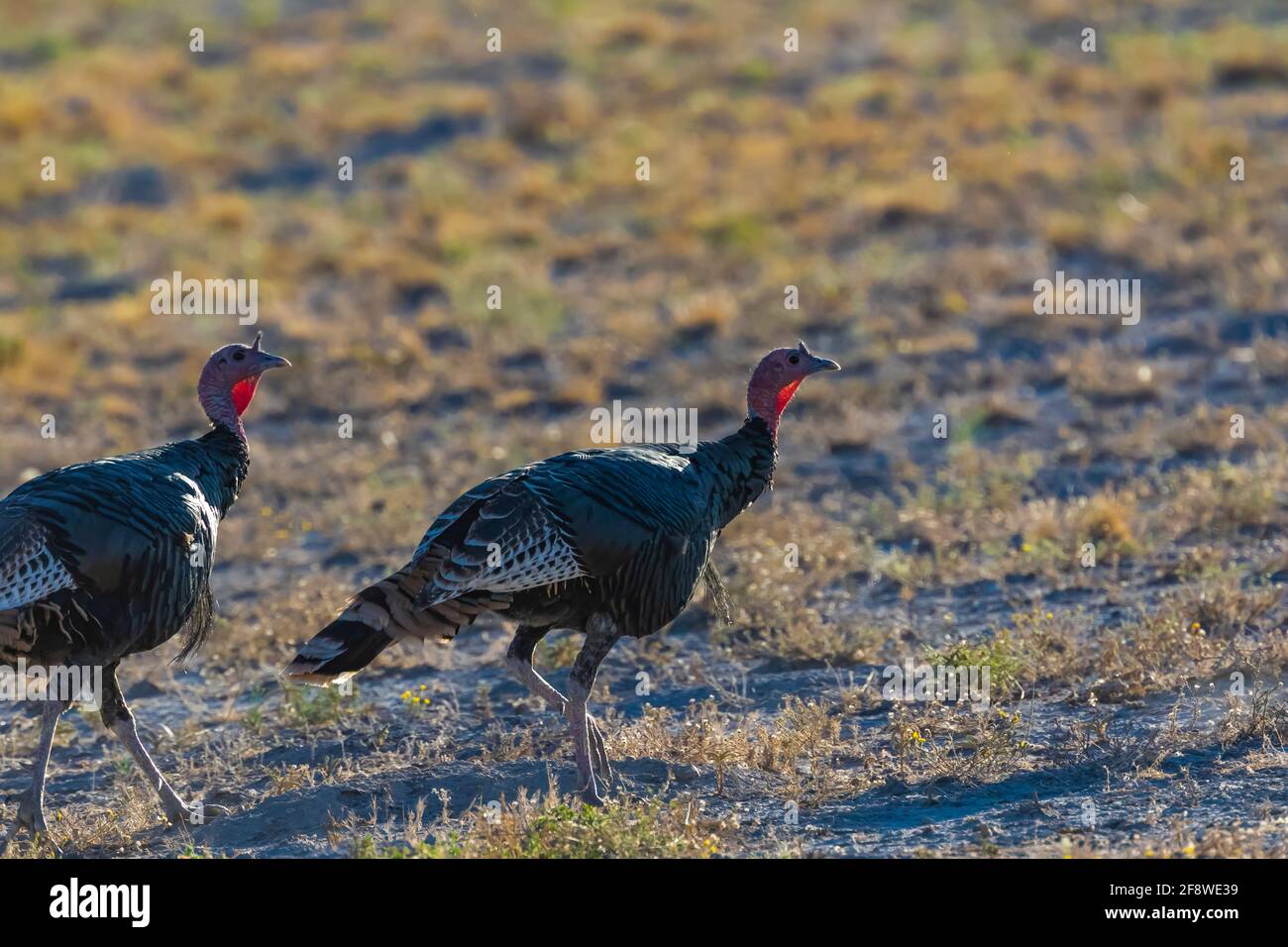 Wild Turkeys, Meleagris gallopavo, in the Rattlesnake Springs Unit of ...