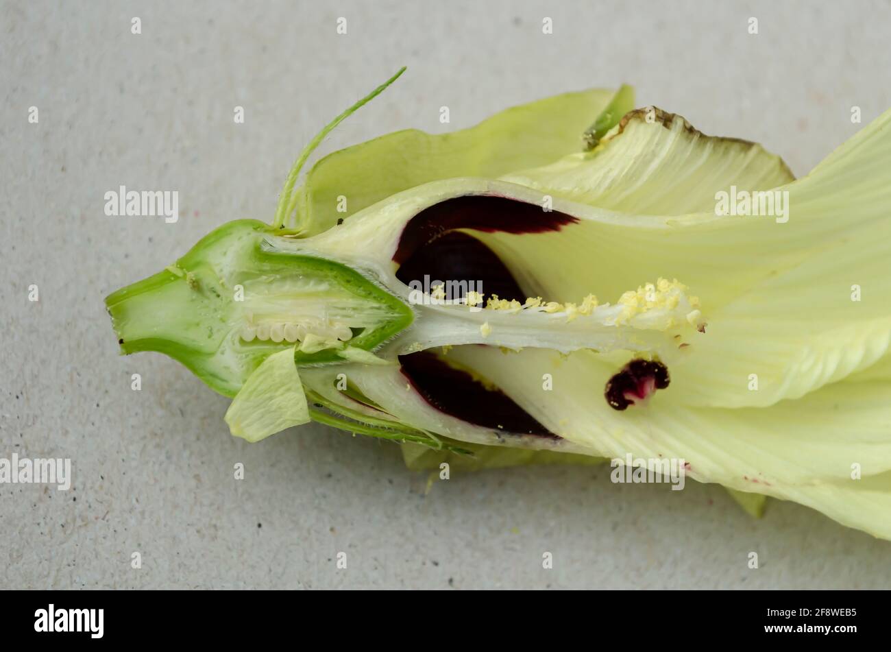 Closeup Cross Section Of Okra Flowers Stock Photo - Alamy