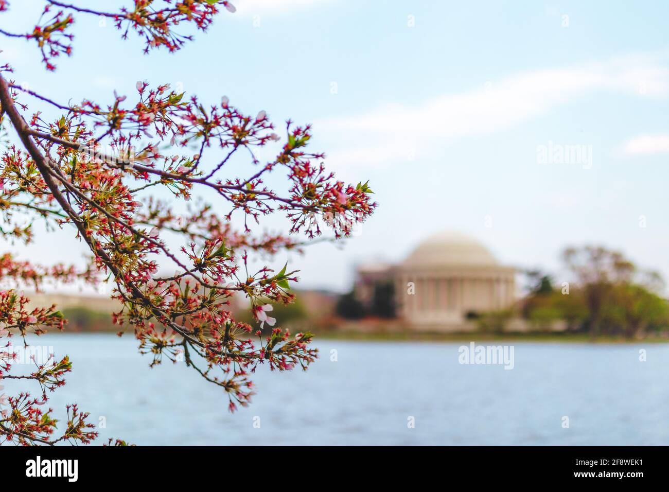 Washington dc cherry tree hi-res stock photography and images - Alamy