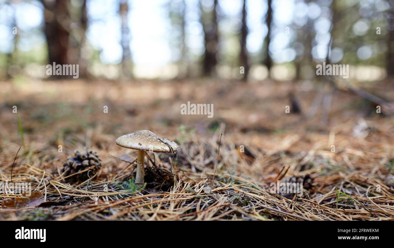 Toxic And Hallucinogen Mushroom Fly Agaric In Needles And Leaves On