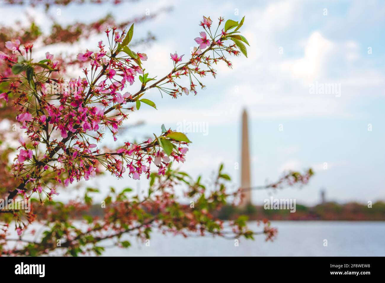 George washington cherry tree hi-res stock photography and images - Alamy