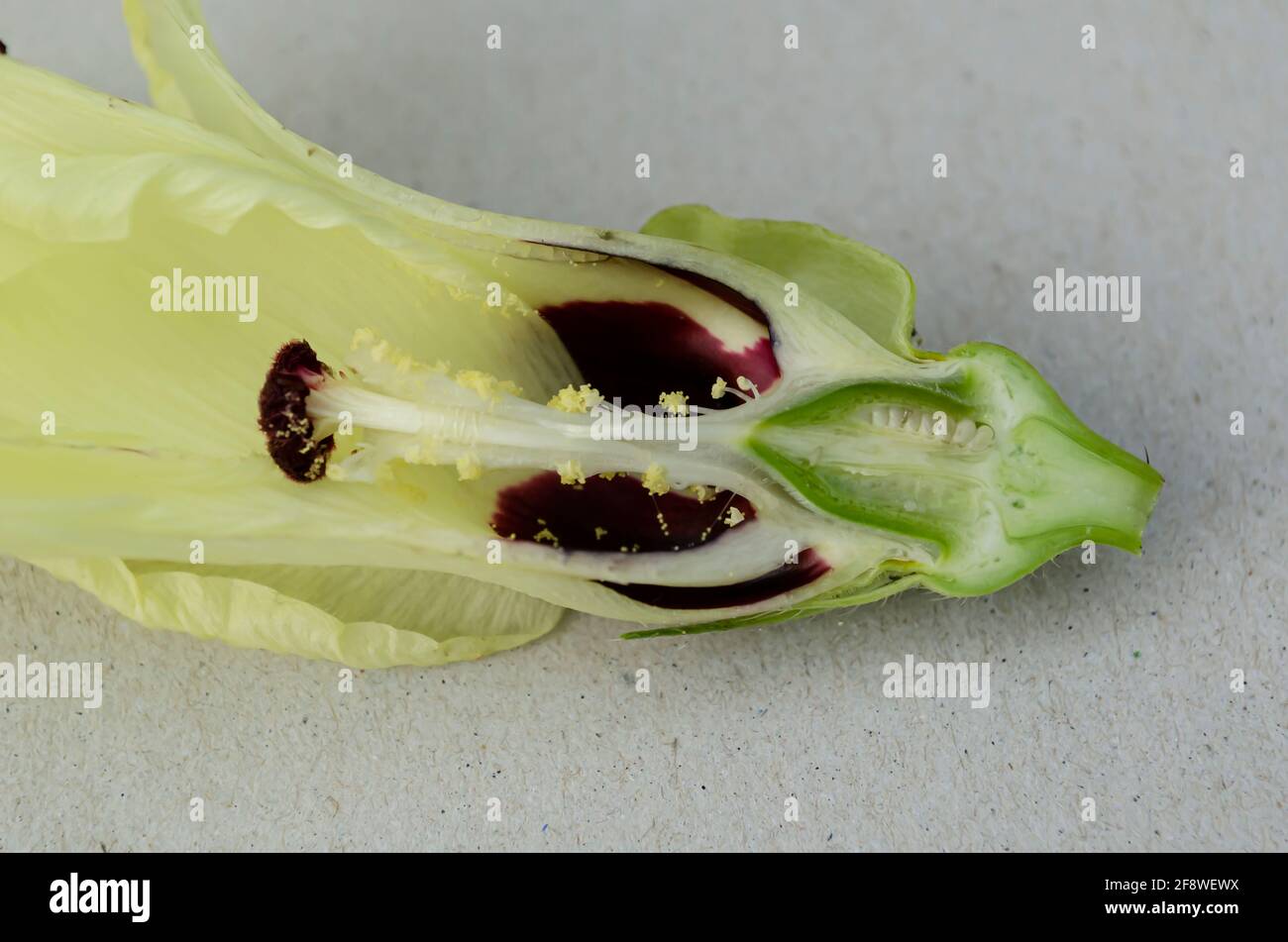 Okra cross section hi-res stock photography and images - Alamy