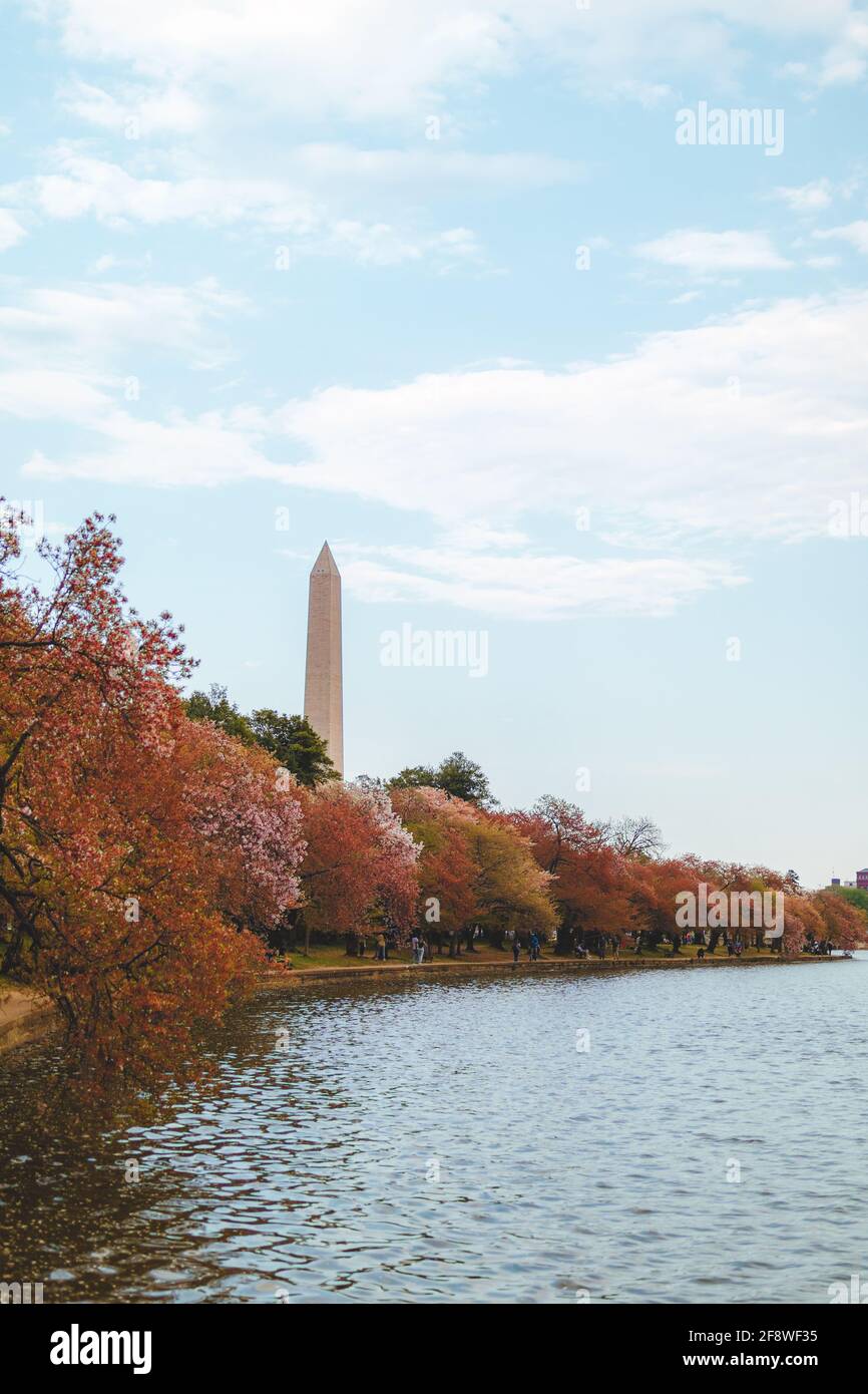 The Washington Monument with cherry trees, Washington, DC Stock Photo ...