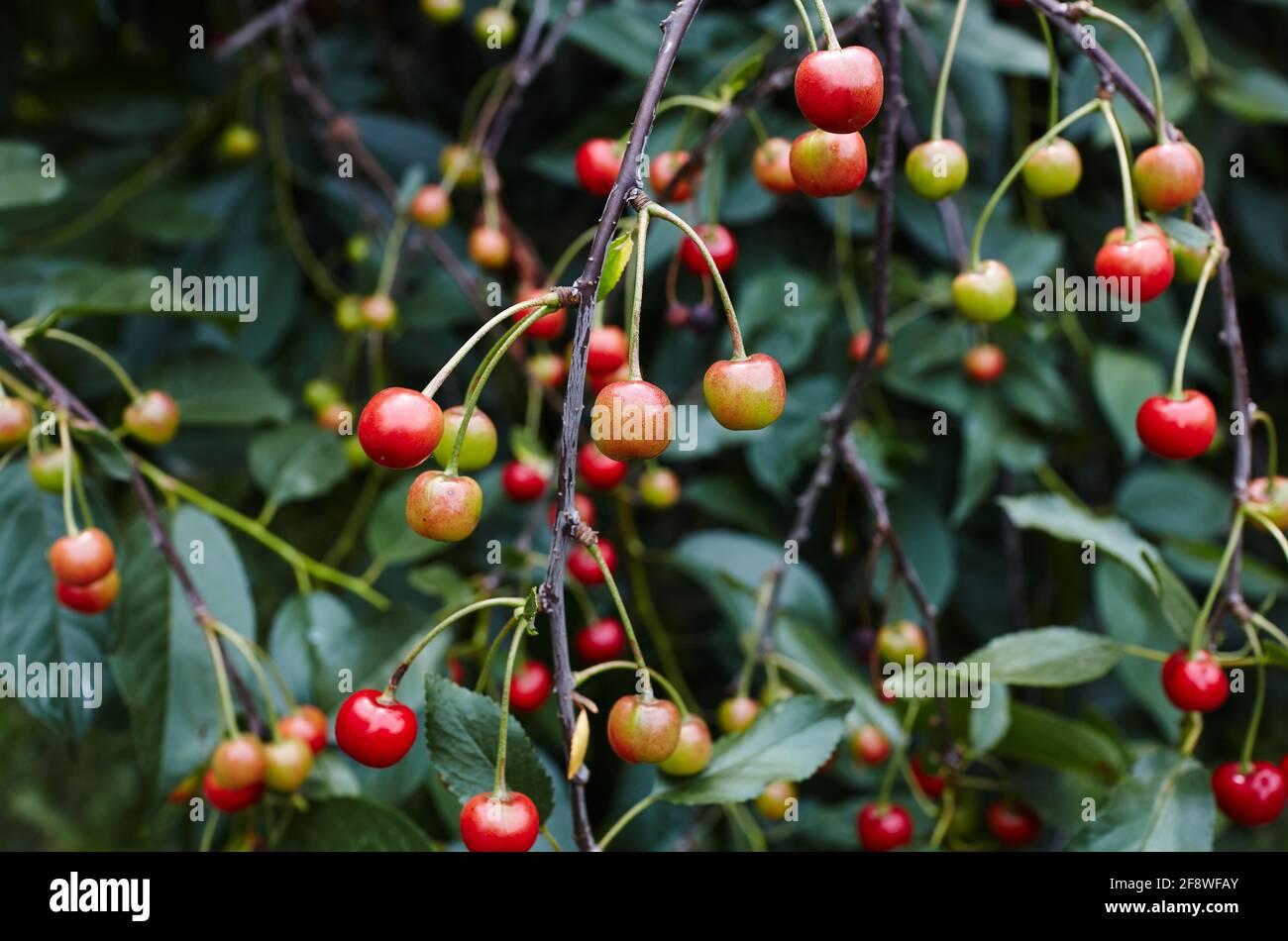 Unripe cherries hanging from a cherry tree branch, cherry orchard ...