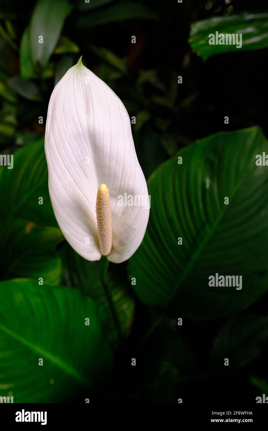 Close-up of Spathiphyllum, a tropical white flower commonly known as ...