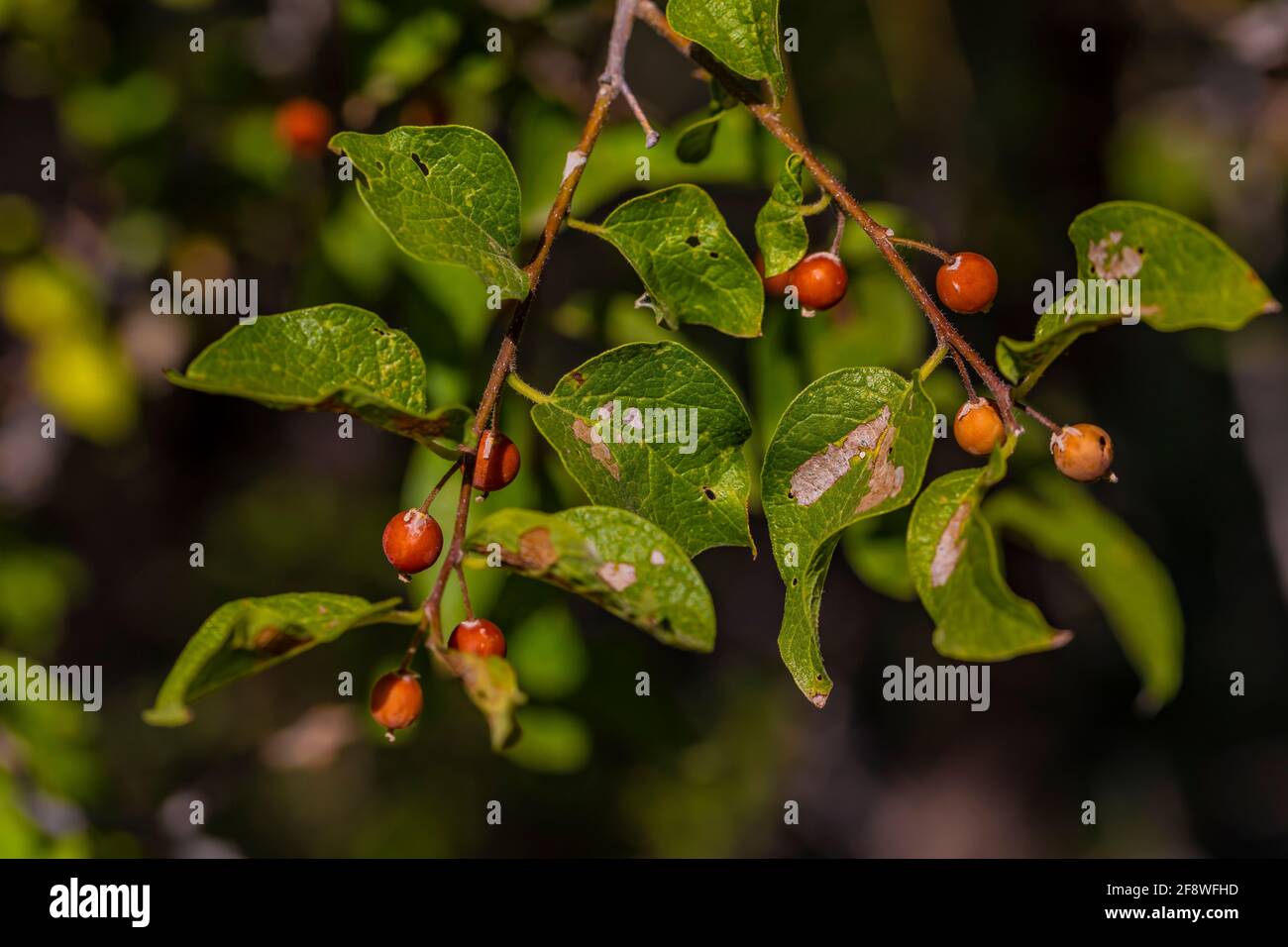 Celtis laevigata var reticulata hi-res stock photography and images - Alamy