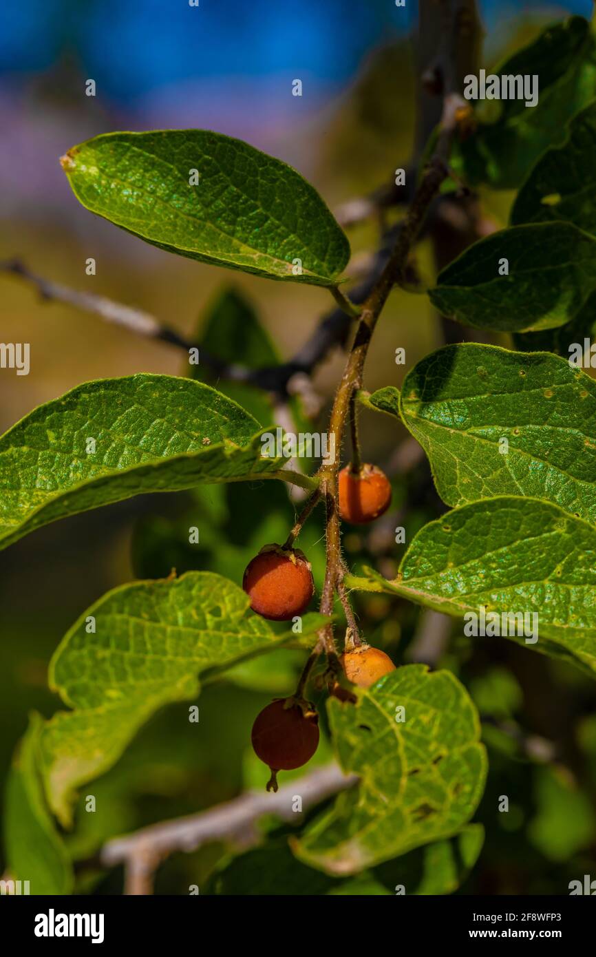 Celtis Laevigata High Resolution Stock Photography and Images - Alamy