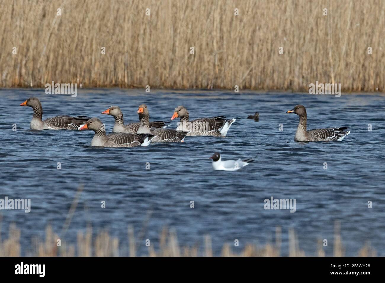 Taiga Bean Goose (Anser fabalis fabalis Stock Photo - Alamy