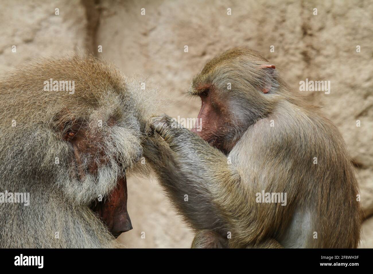 Closeup shot of a pair of monkeys sitting on a rock Stock Photo - Alamy