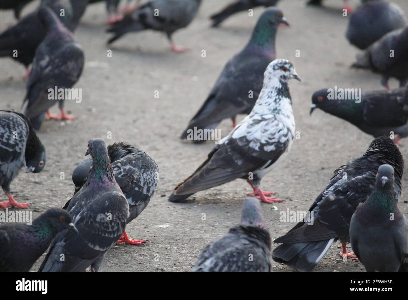 Decorative Pigeons High Resolution Stock Photography and Images - Alamy