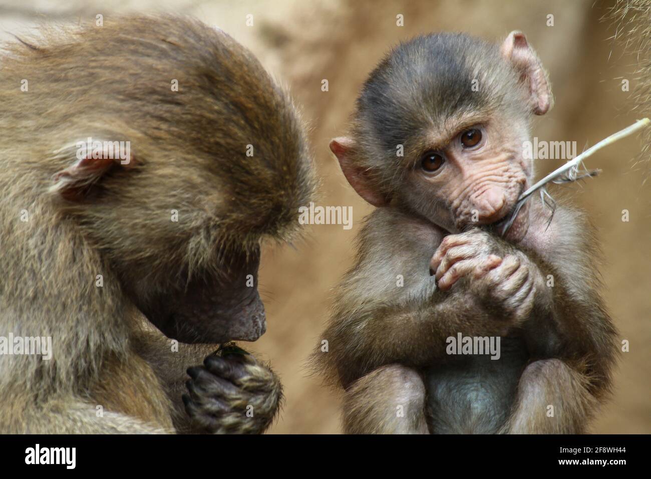 Closeup shot of a cute baby monkey eating a branch sitting next to its ...