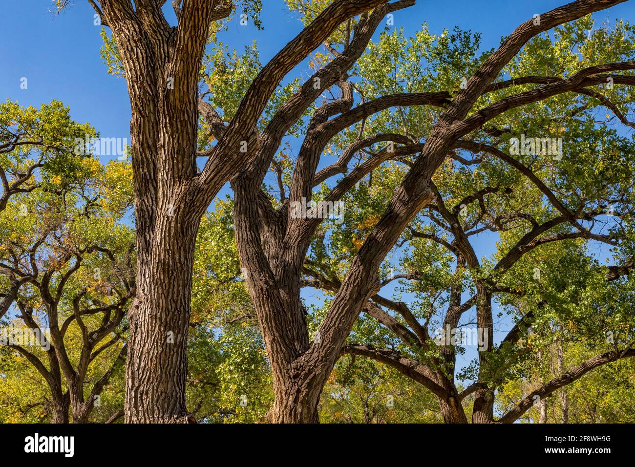 Cottonwood tree in new mexico hi-res stock photography and images - Alamy