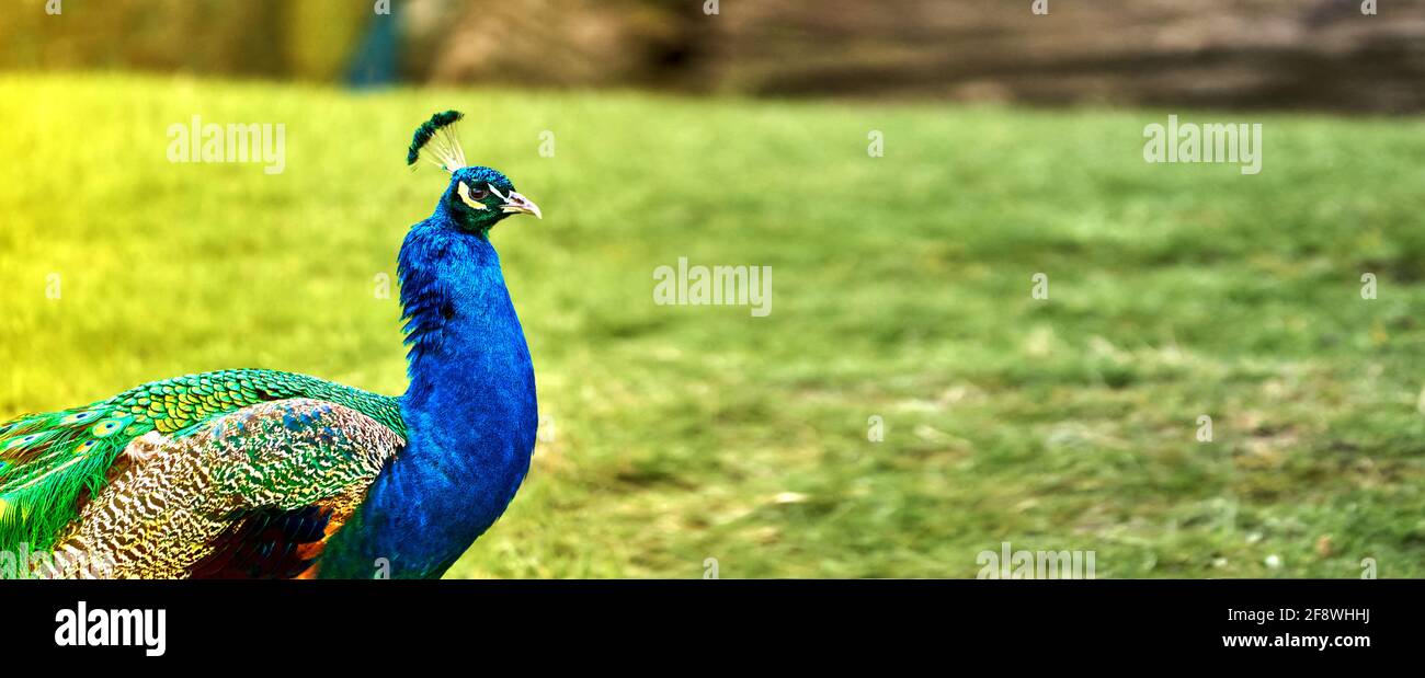 Side view of blue peacock, Pavo cristatus, with colorful plumage ...