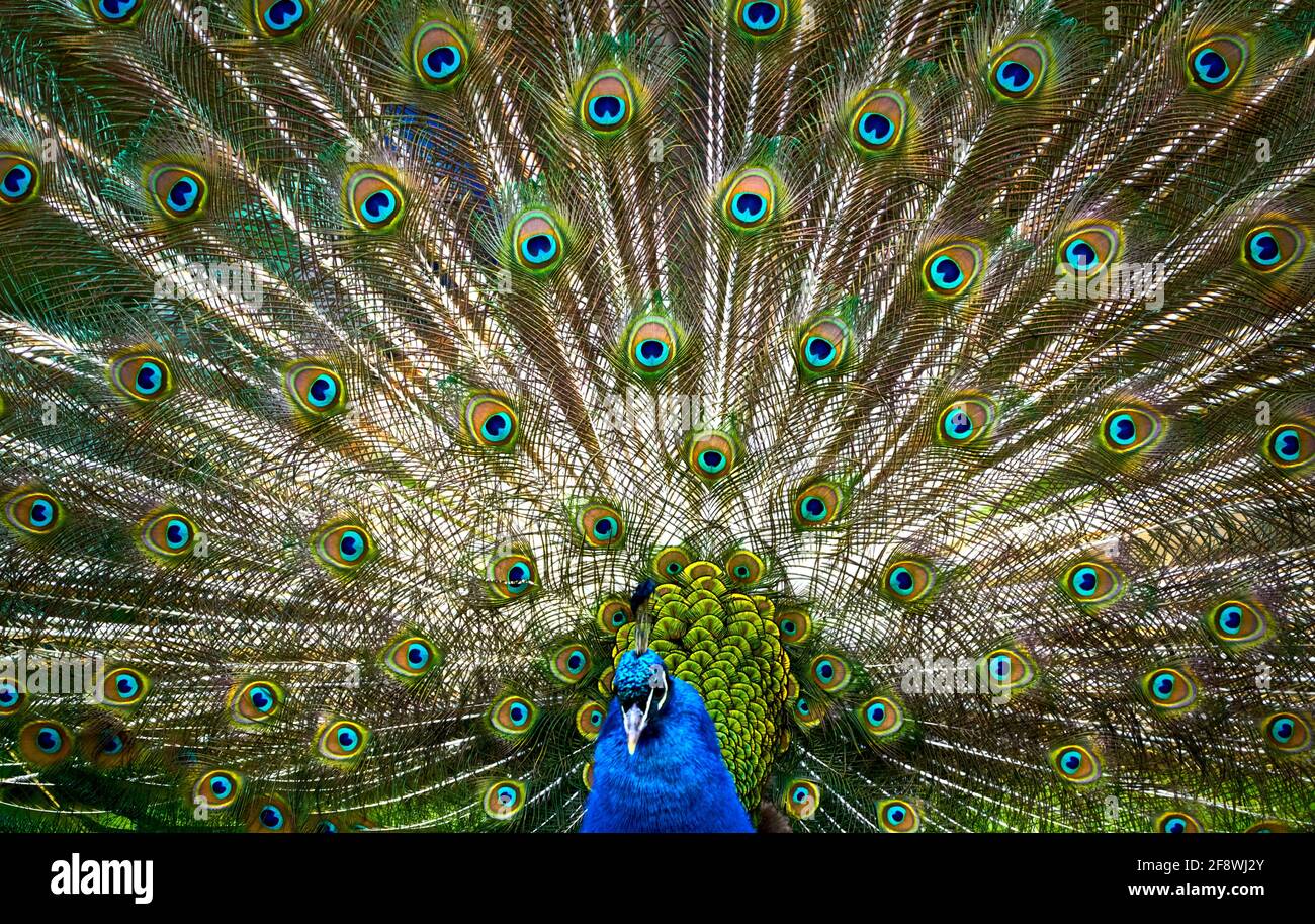 Front view of a blue peacock, Pavo cristatus, forming a large wheel ...