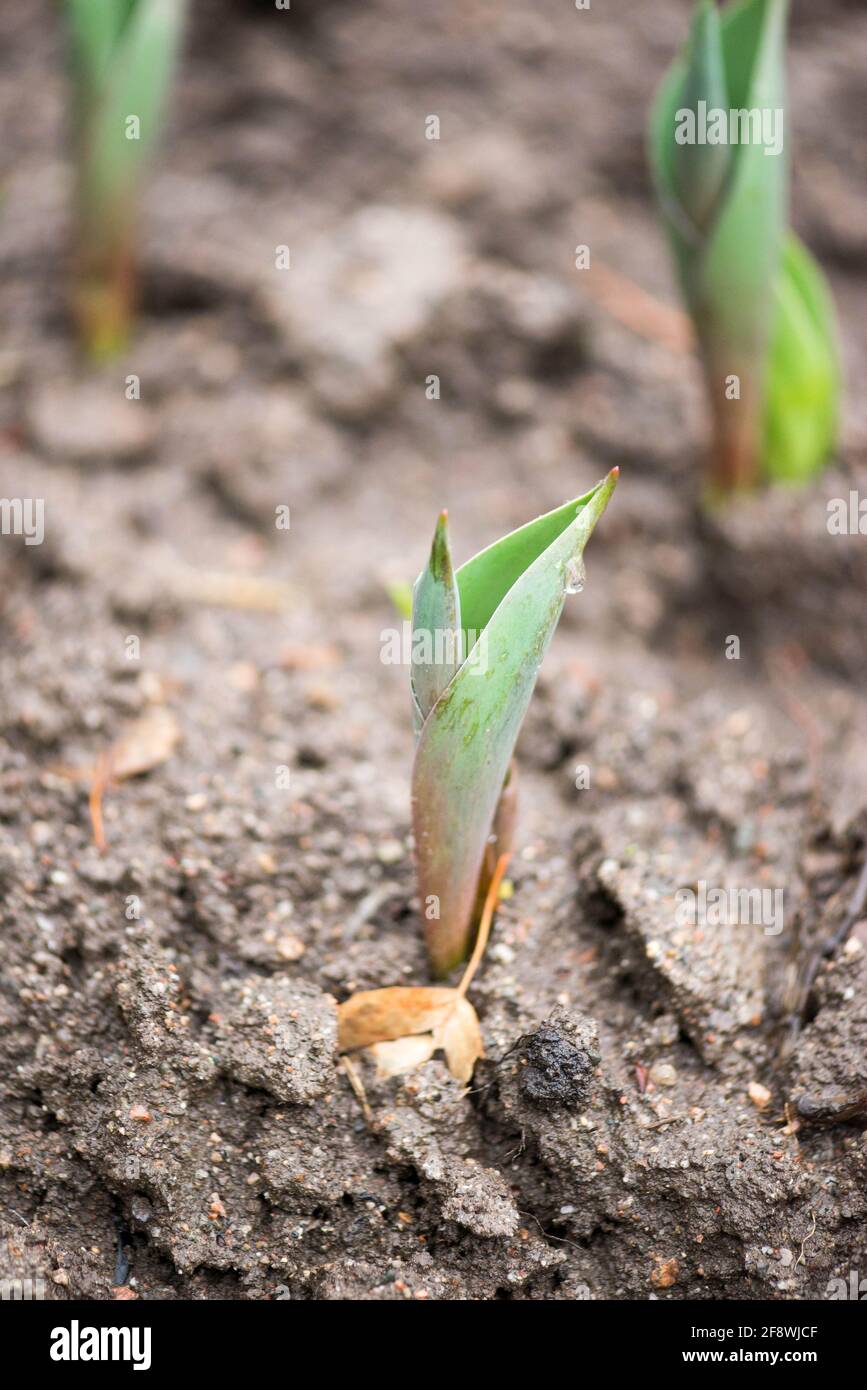 tulip sprout in the soil in the park Stock Photo - Alamy