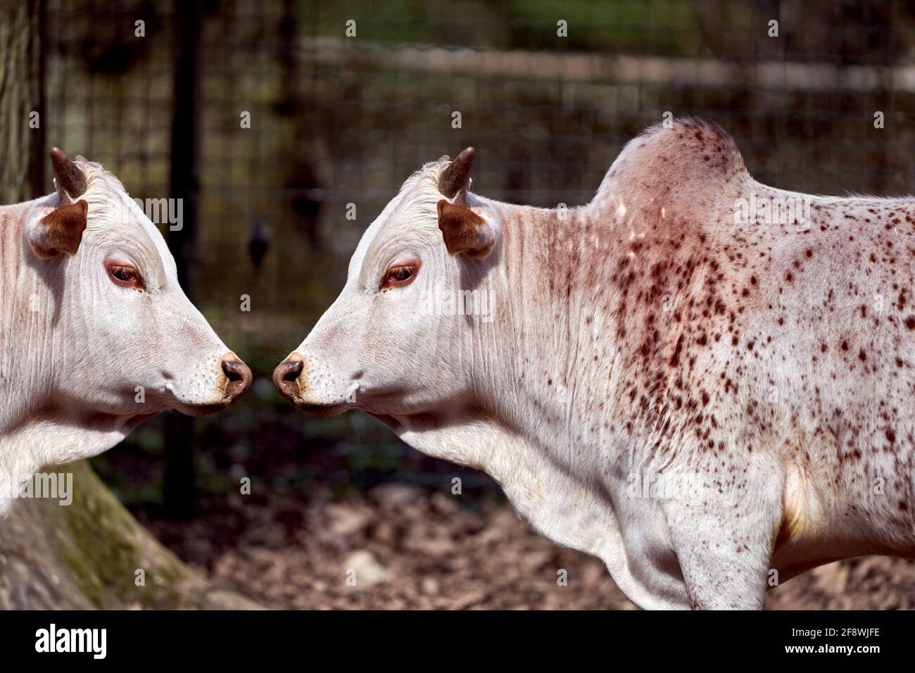 Side view of a white humpback cattle, Bos taurus indicus, with red ...