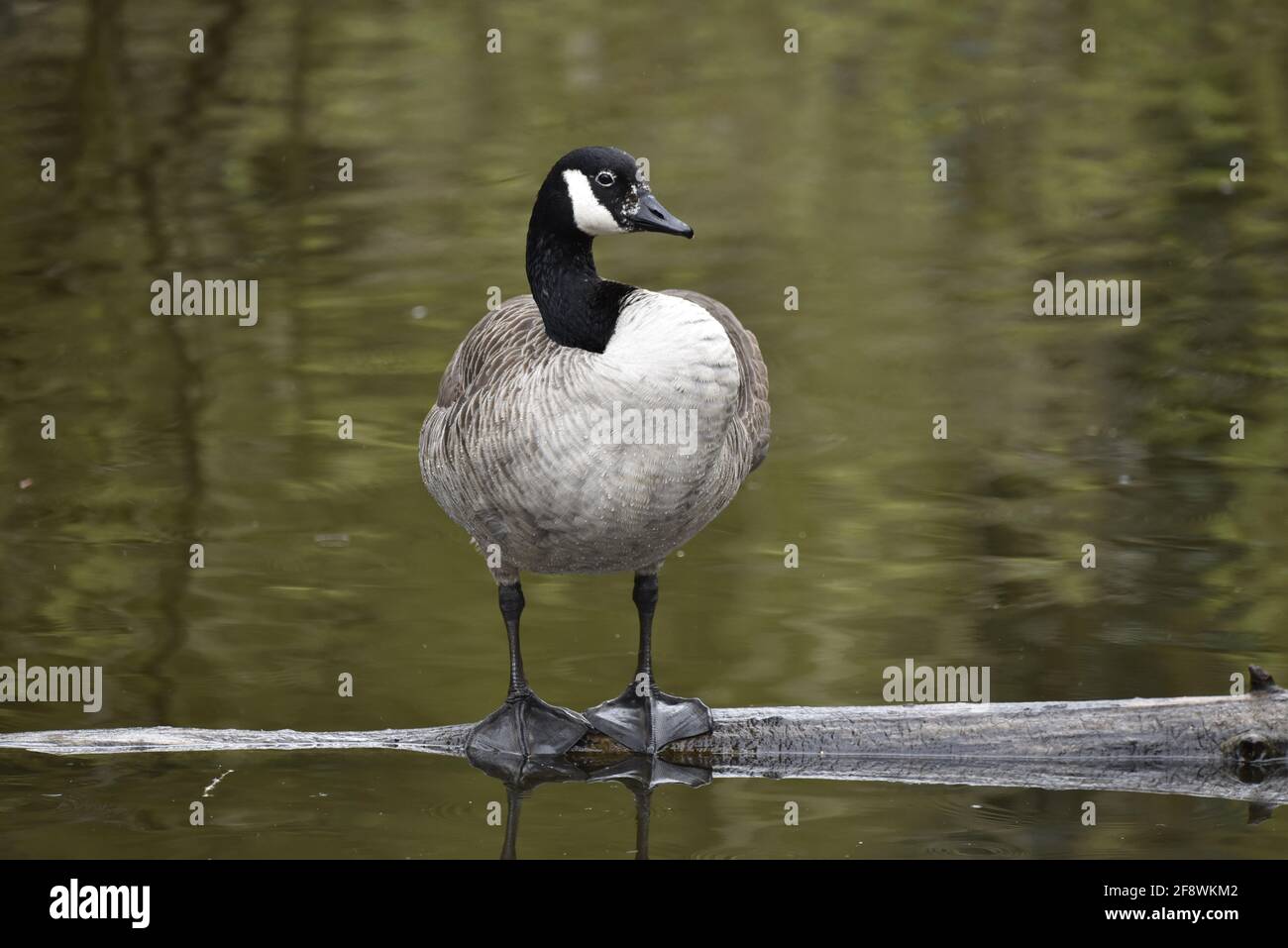 Goose feet hi-res stock photography and images - Alamy
