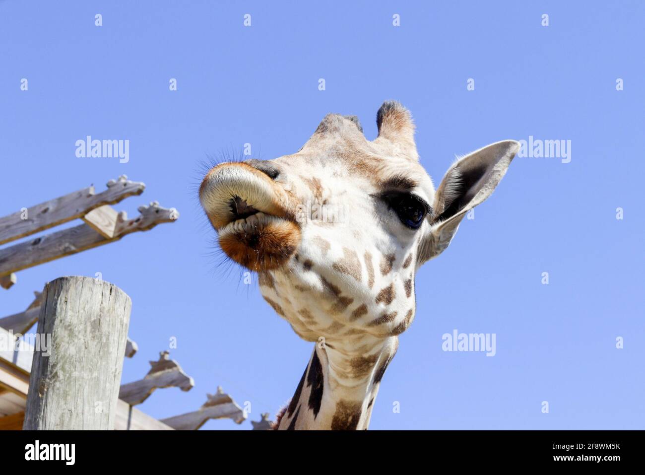 Cute giraffe at the zoo under a clear blue sky Stock Photo - Alamy