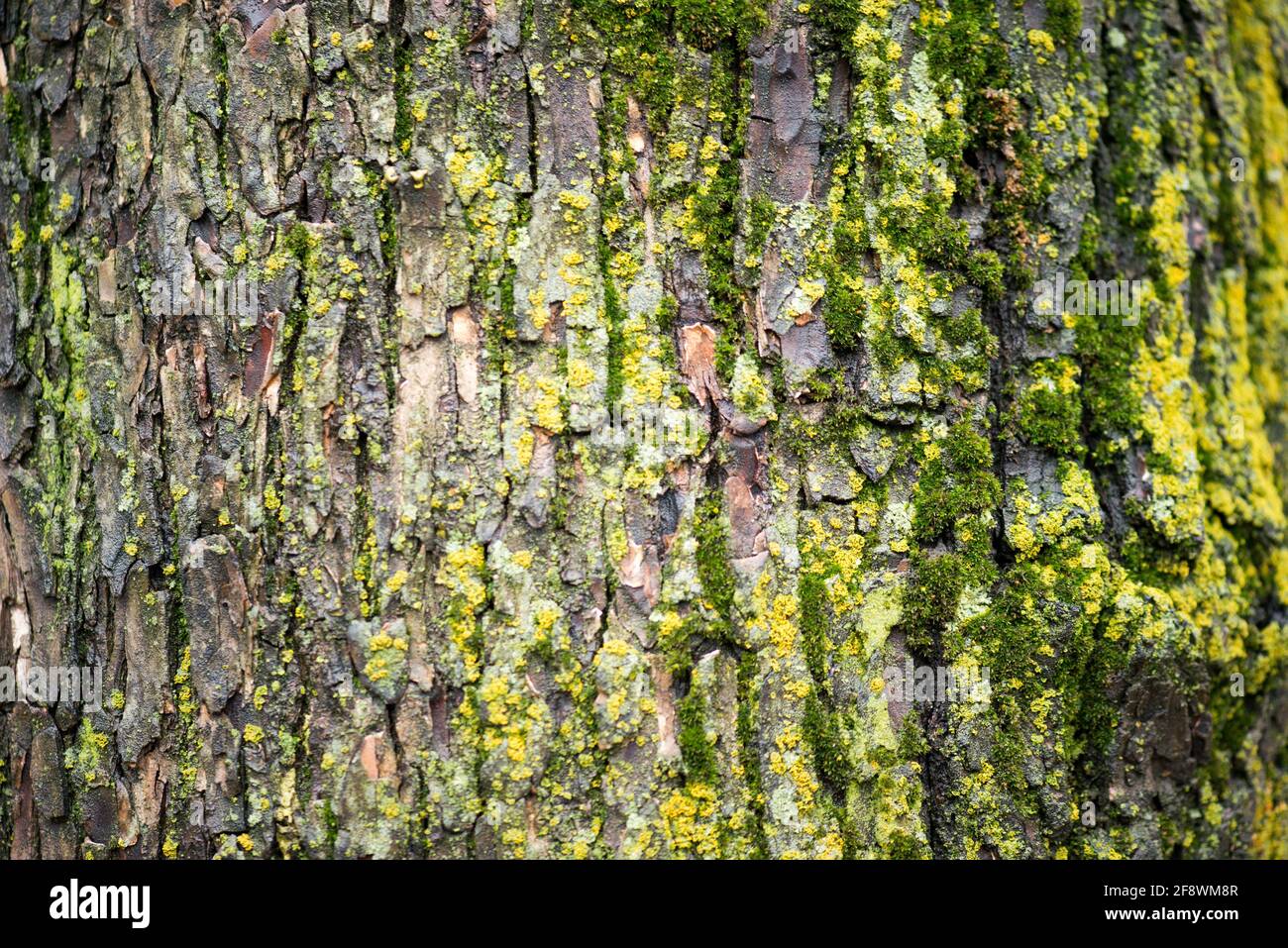 Tree Moss Texture