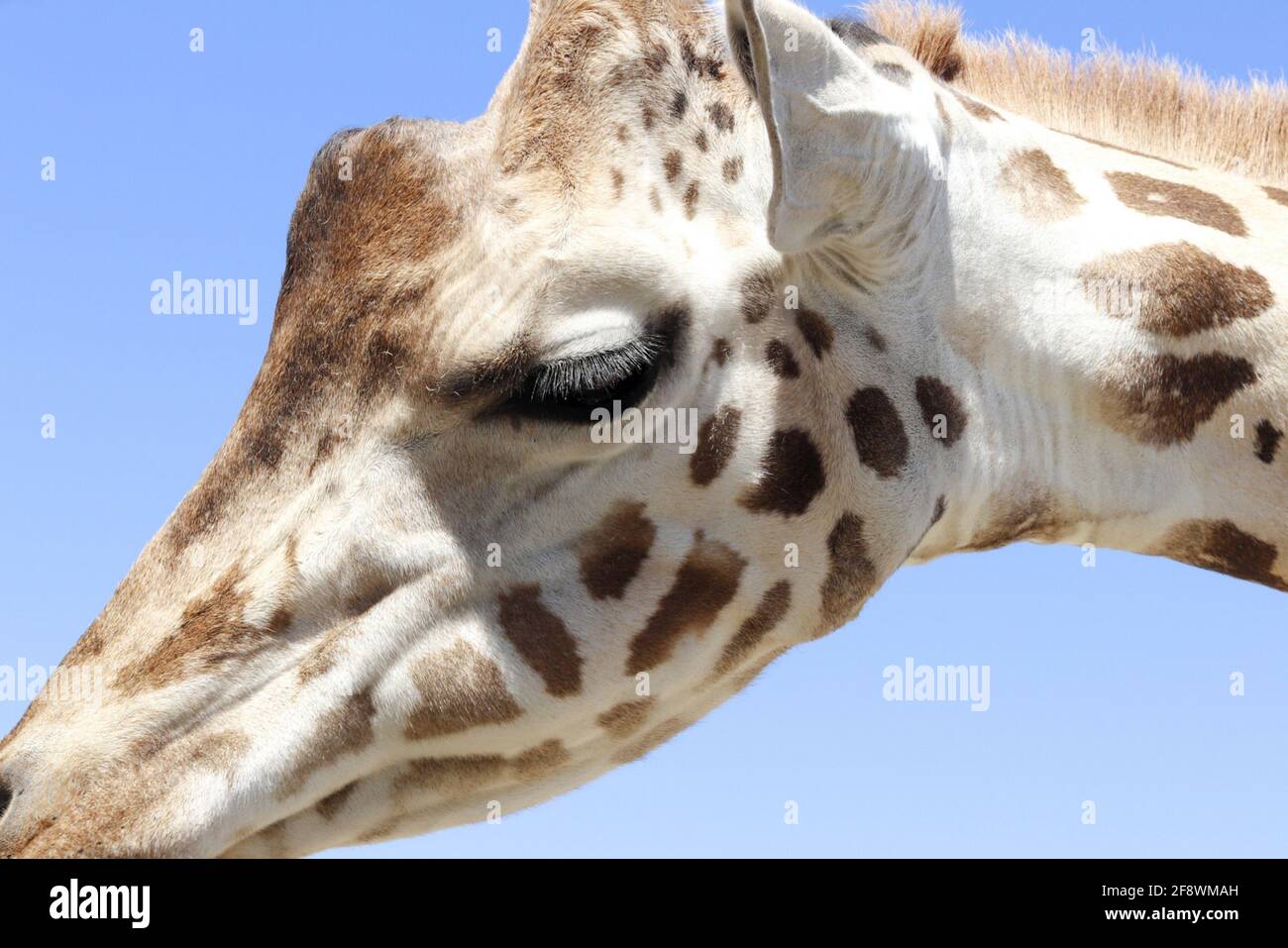 Cute giraffe at the zoo under a clear blue sky Stock Photo - Alamy