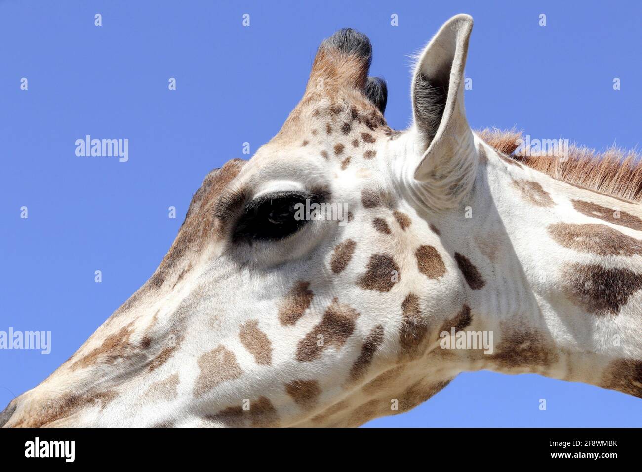 Cute giraffe at the zoo under a clear blue sky Stock Photo - Alamy